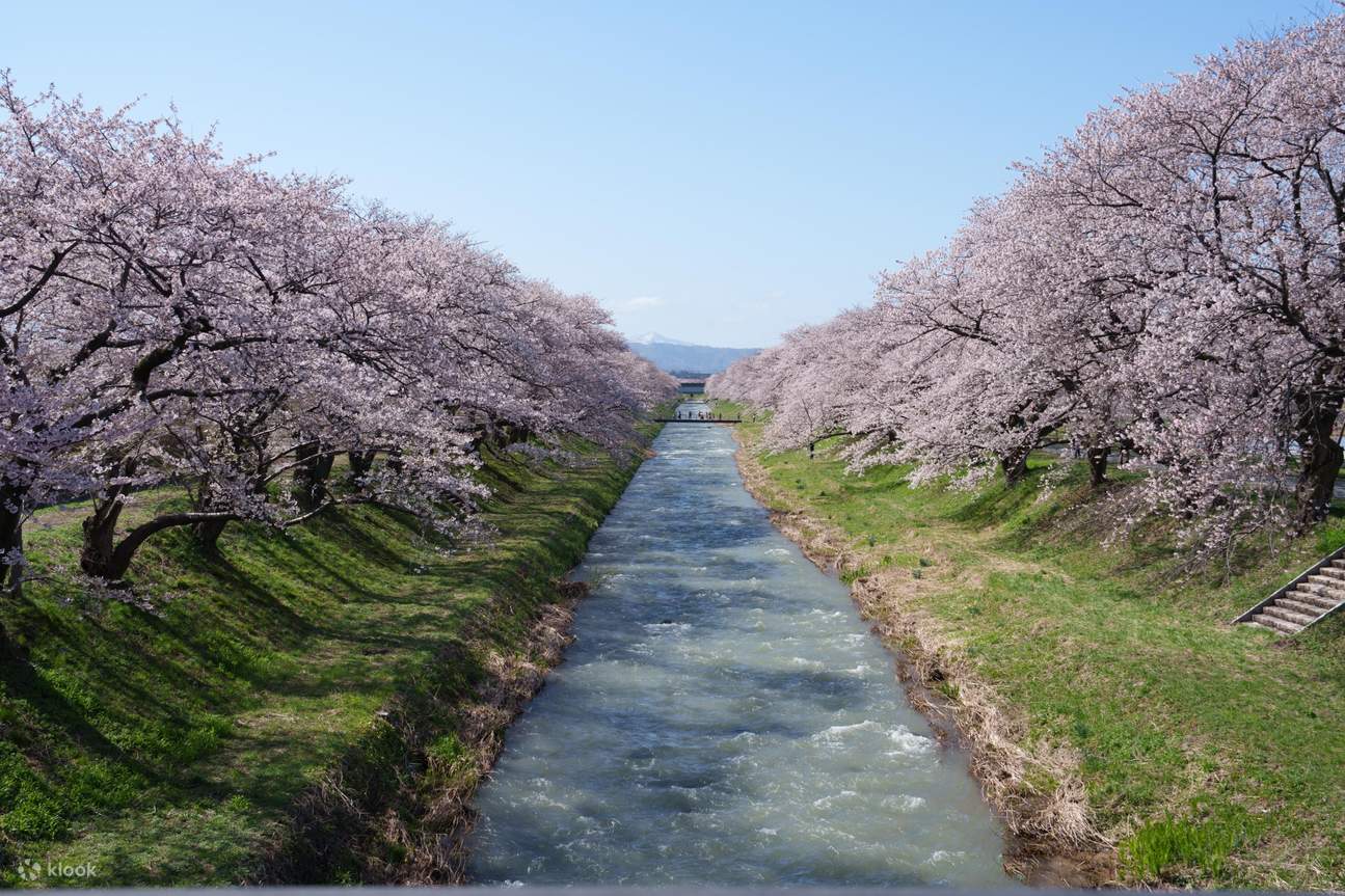 [Spring Only] From Kanazawa/Toyama: The Spring Quartet of Flowers - Klook